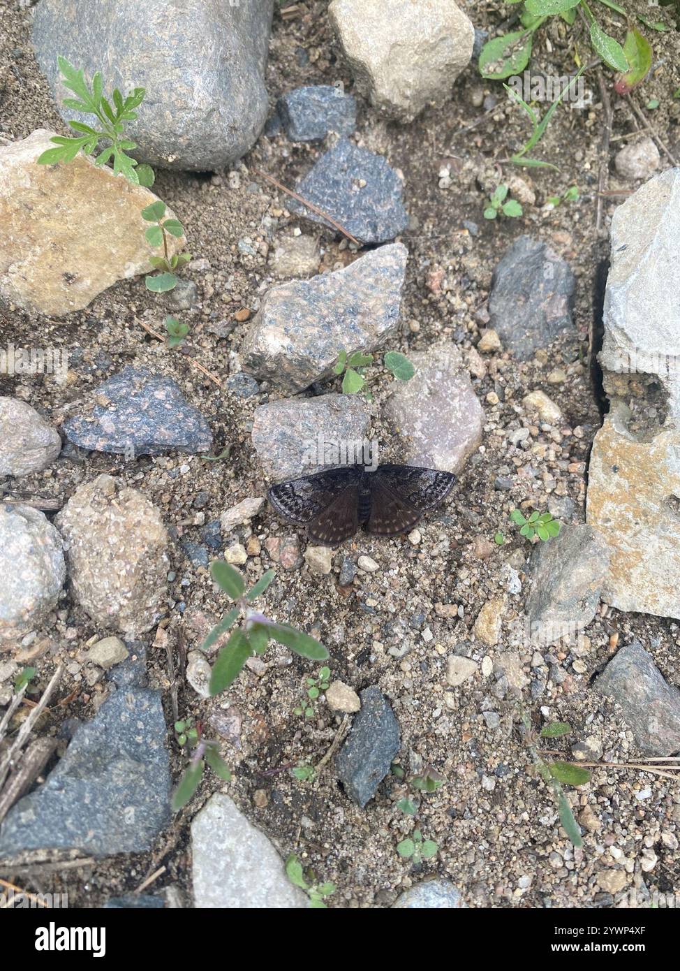 Dreamy Duskywing (Erynnis icelus Stock Photo - Alamy