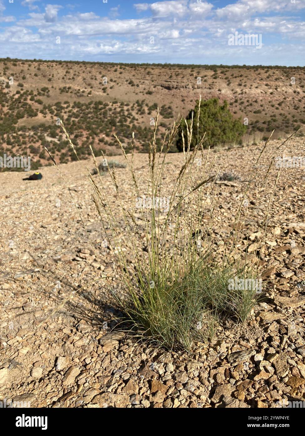 Russian Wildrye (Psathyrostachys juncea Stock Photo - Alamy