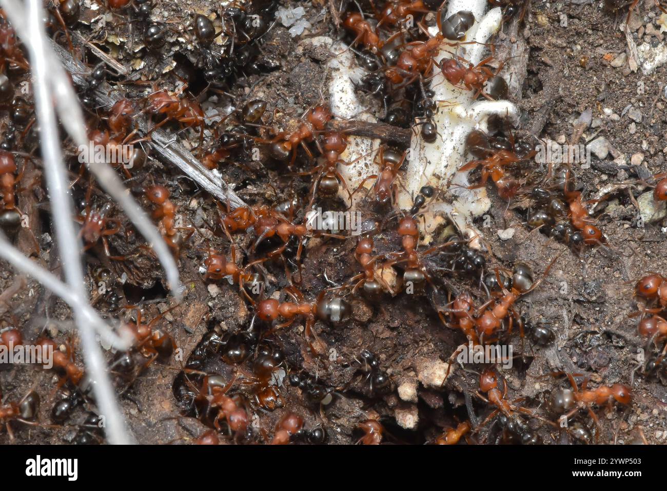 Slave-raider Field and Mound Ants (Formica sanguinea Stock Photo - Alamy