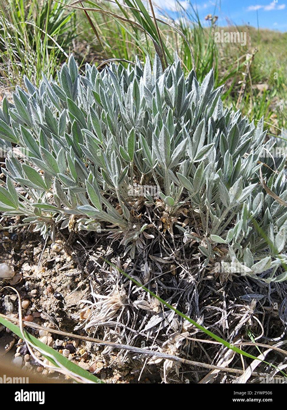 Threeleaf Milkvetch (Astragalus gilviflorus Stock Photo - Alamy