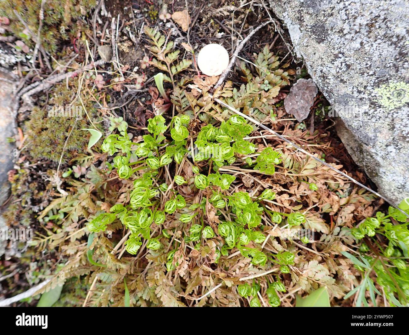 American parsley fern (Cryptogramma acrostichoides Stock Photo - Alamy
