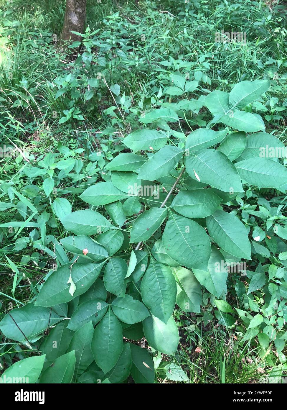 Wafer Ash (Ptelea trifoliata mollis Stock Photo - Alamy