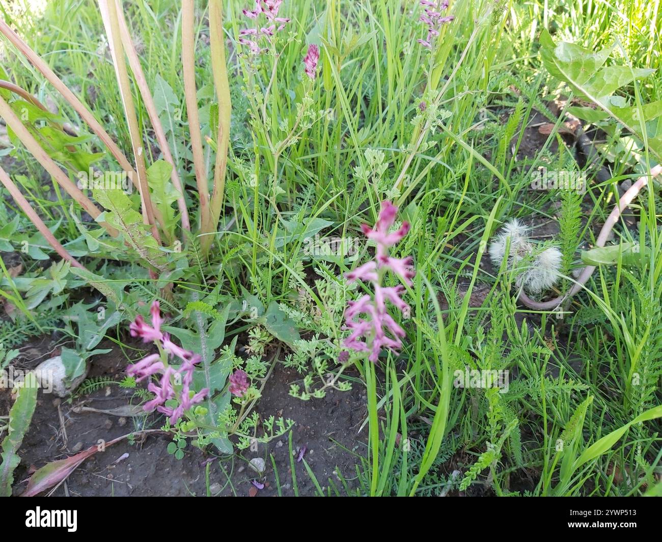 Common Fumitory (Fumaria officinalis Stock Photo - Alamy