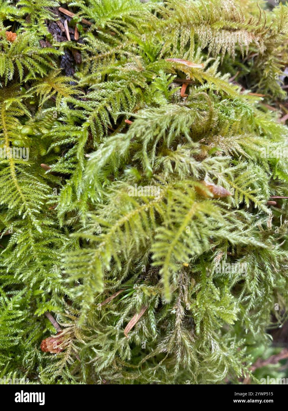 Oregon Beaked Moss (Kindbergia oregana Stock Photo - Alamy