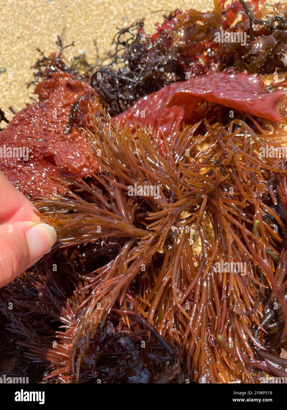 red algae (Rhodophyta Stock Photo - Alamy