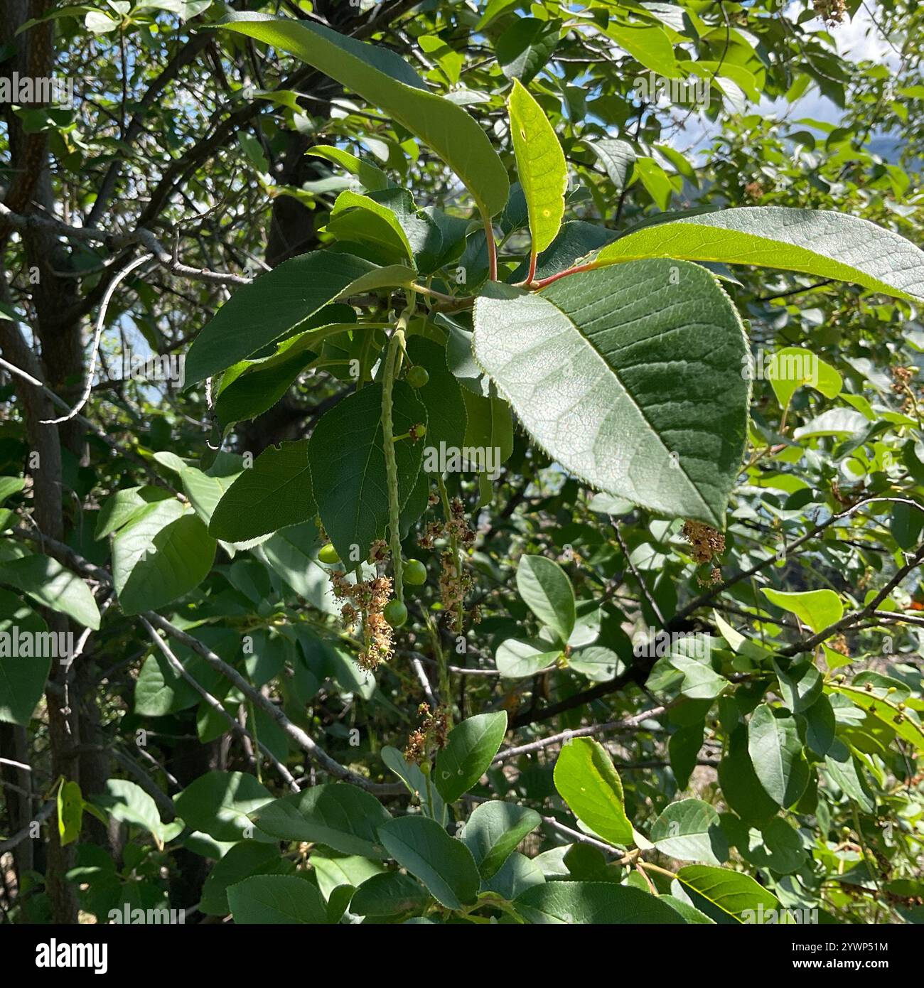 chokecherry (Prunus virginiana Stock Photo - Alamy