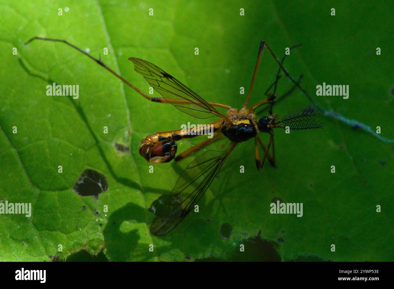Typical Crane Flies (Tipuloidea Stock Photo - Alamy