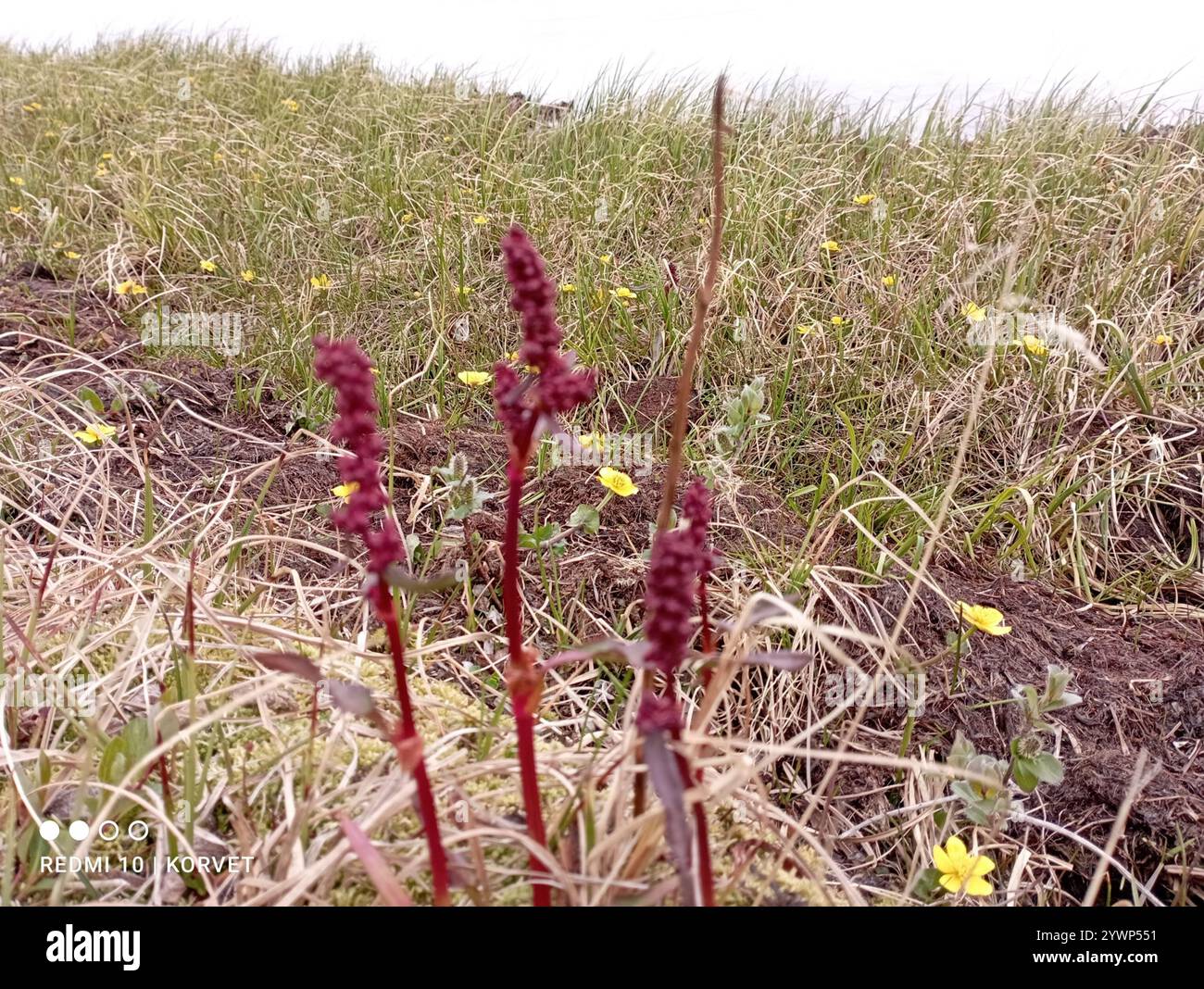 Arctic Dock (Rumex arcticus Stock Photo - Alamy