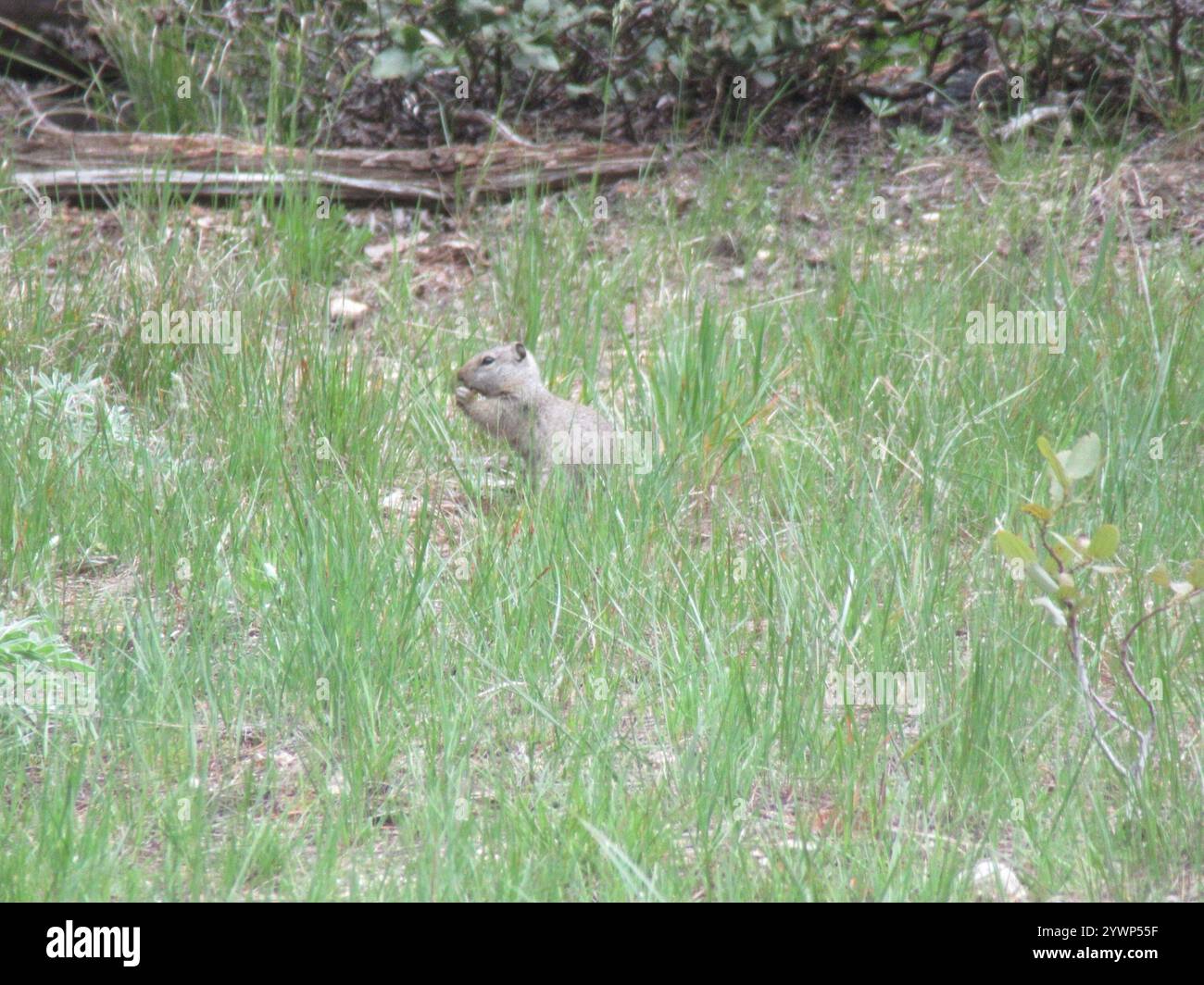 Long-tailed Ground Squirrels (Urocitellus Stock Photo - Alamy