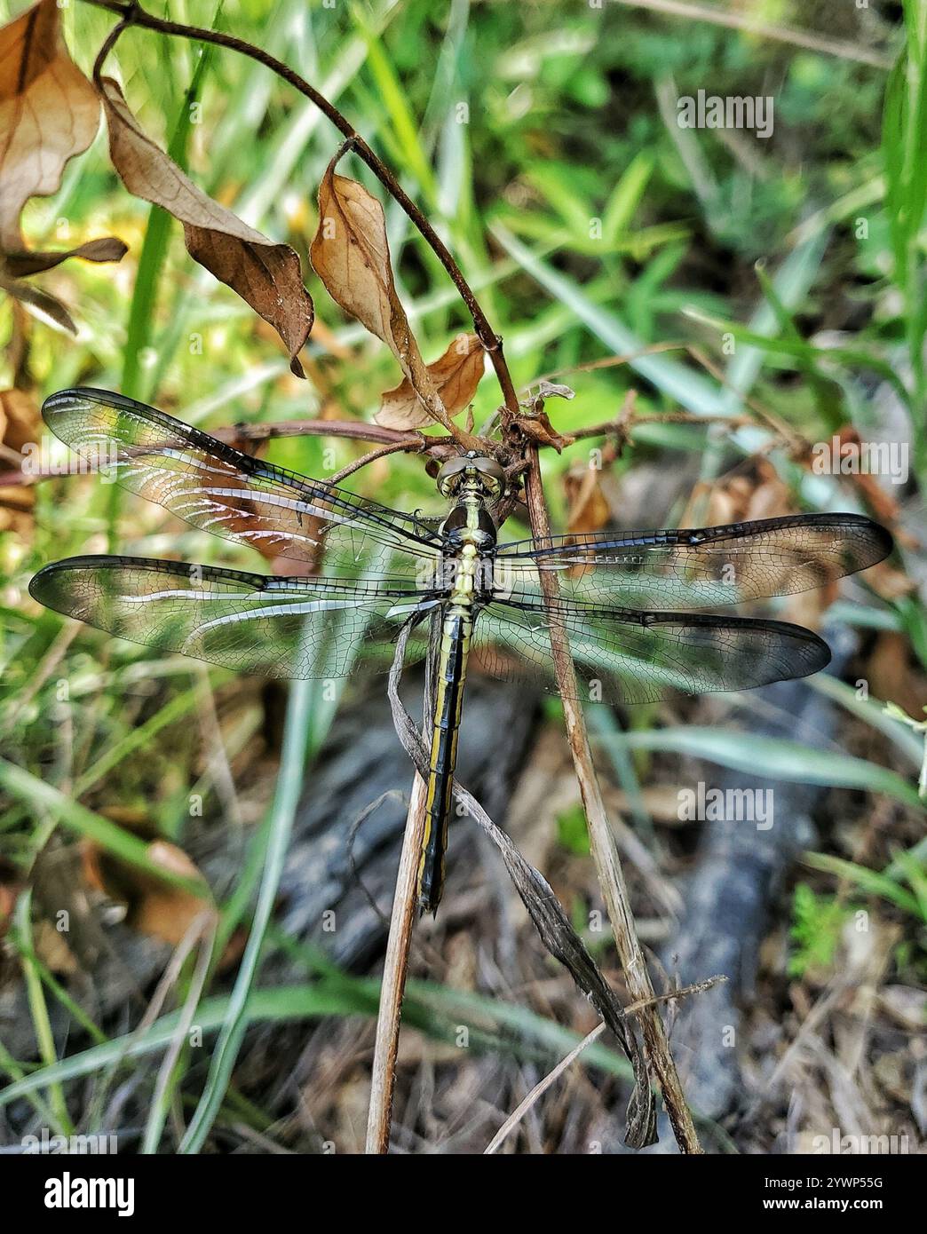 Black-shouldered Spinyleg (Dromogomphus spinosus Stock Photo - Alamy