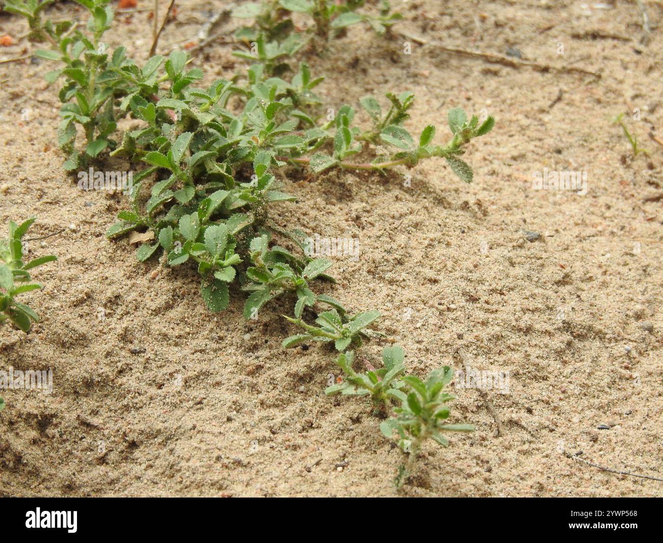 common restharrow (Ononis spinosa procurrens Stock Photo - Alamy