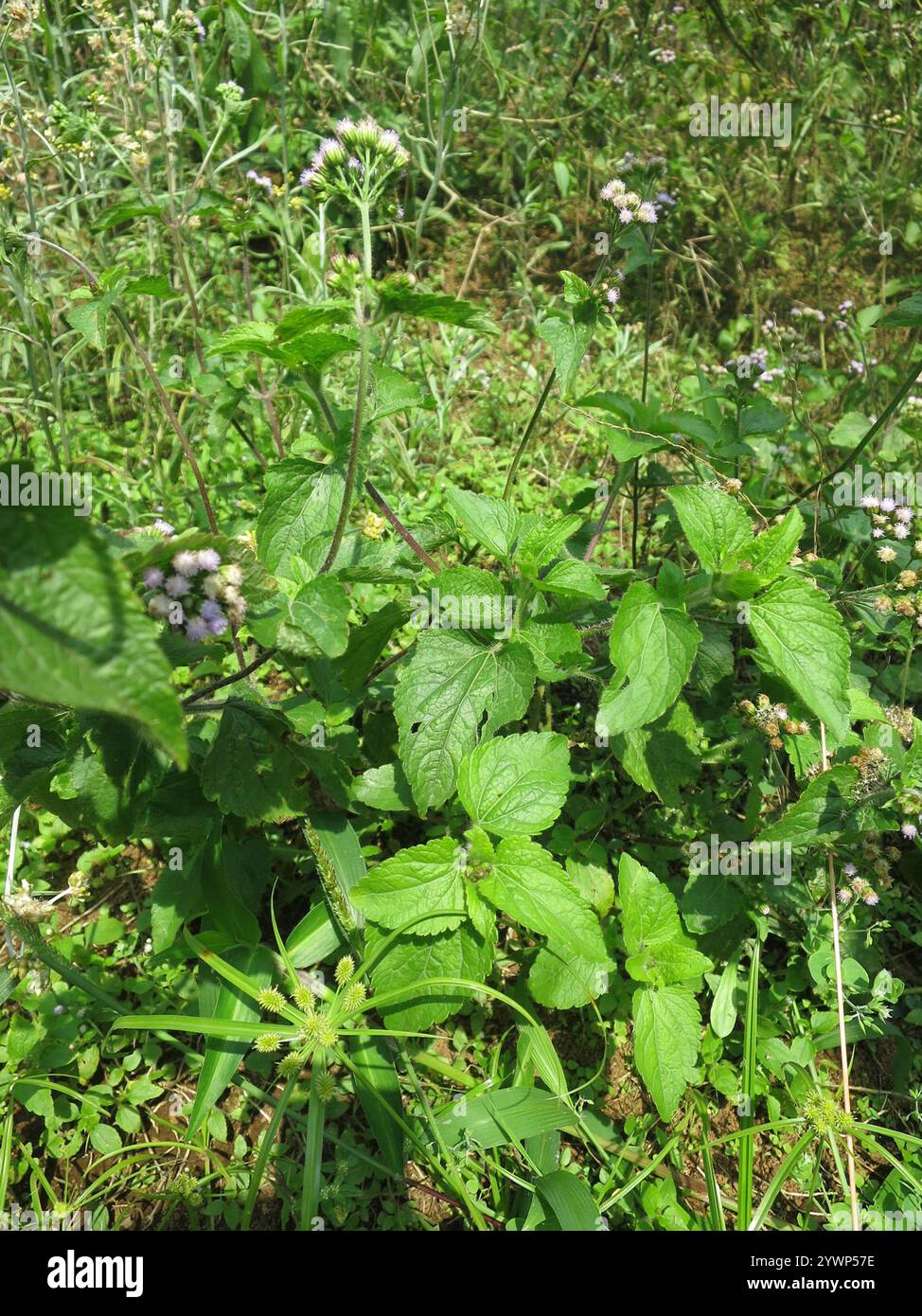 billygoat weed (Ageratum conyzoides Stock Photo - Alamy