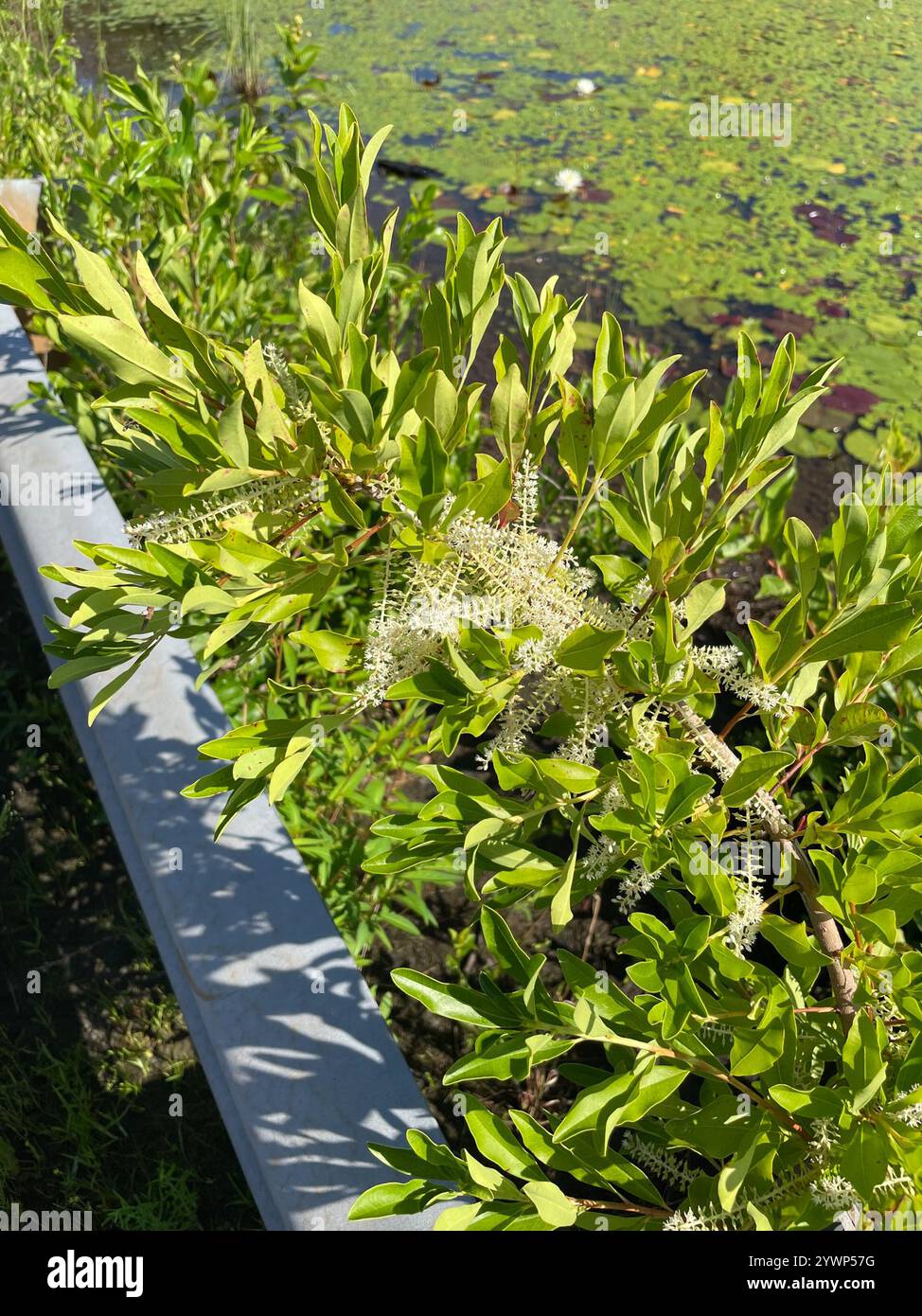 Swamp titi (Cyrilla racemiflora Stock Photo - Alamy