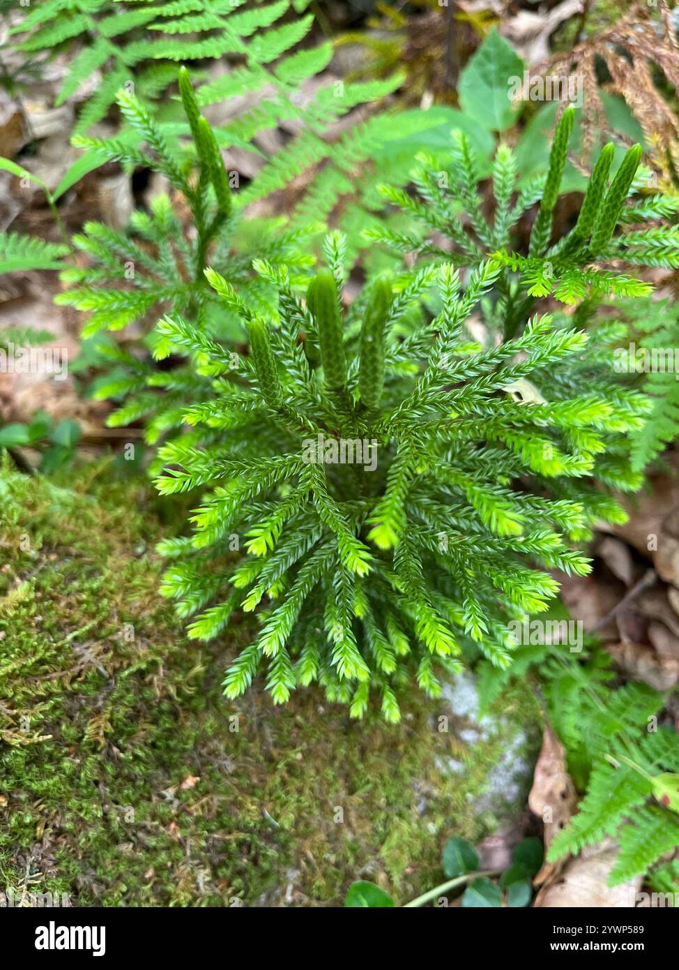 flat-branched tree-clubmoss (Dendrolycopodium obscurum Stock Photo - Alamy