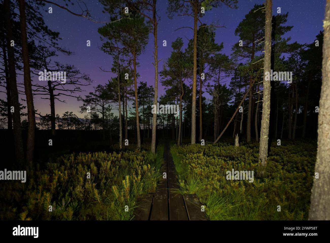 Wooden walking path through the Seli swamp forest at night during the ...
