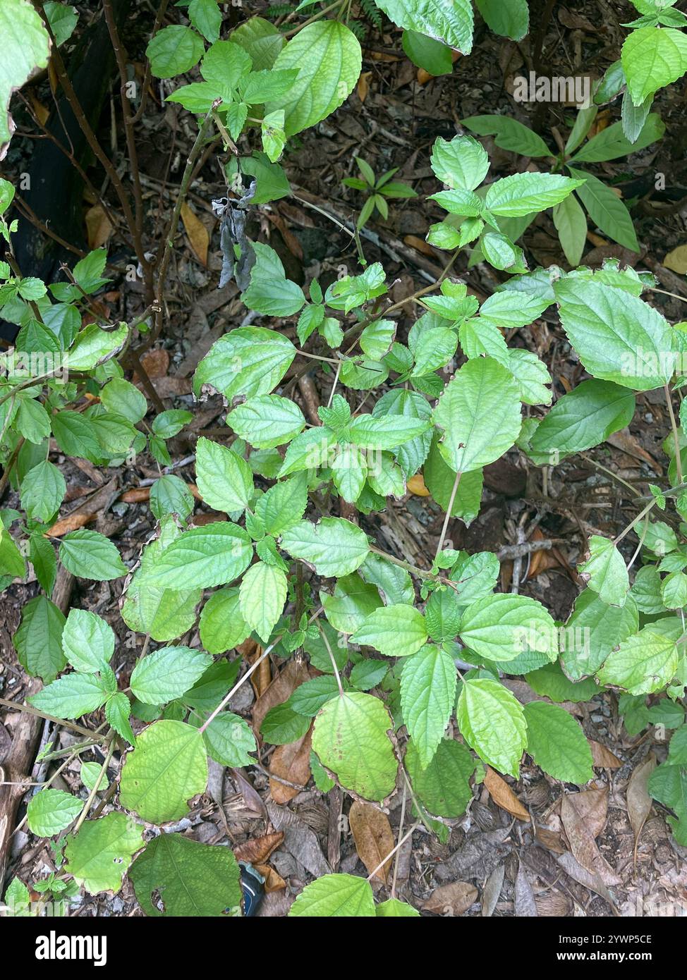 False Stinger (Pipturus argenteus Stock Photo - Alamy