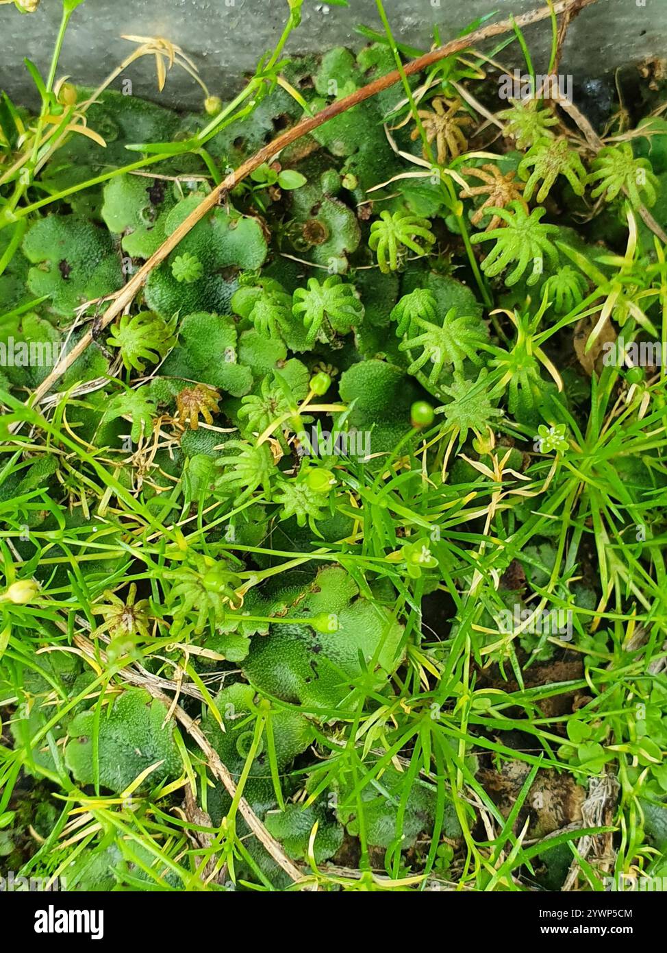Common Liverwort (Marchantia polymorpha Stock Photo - Alamy