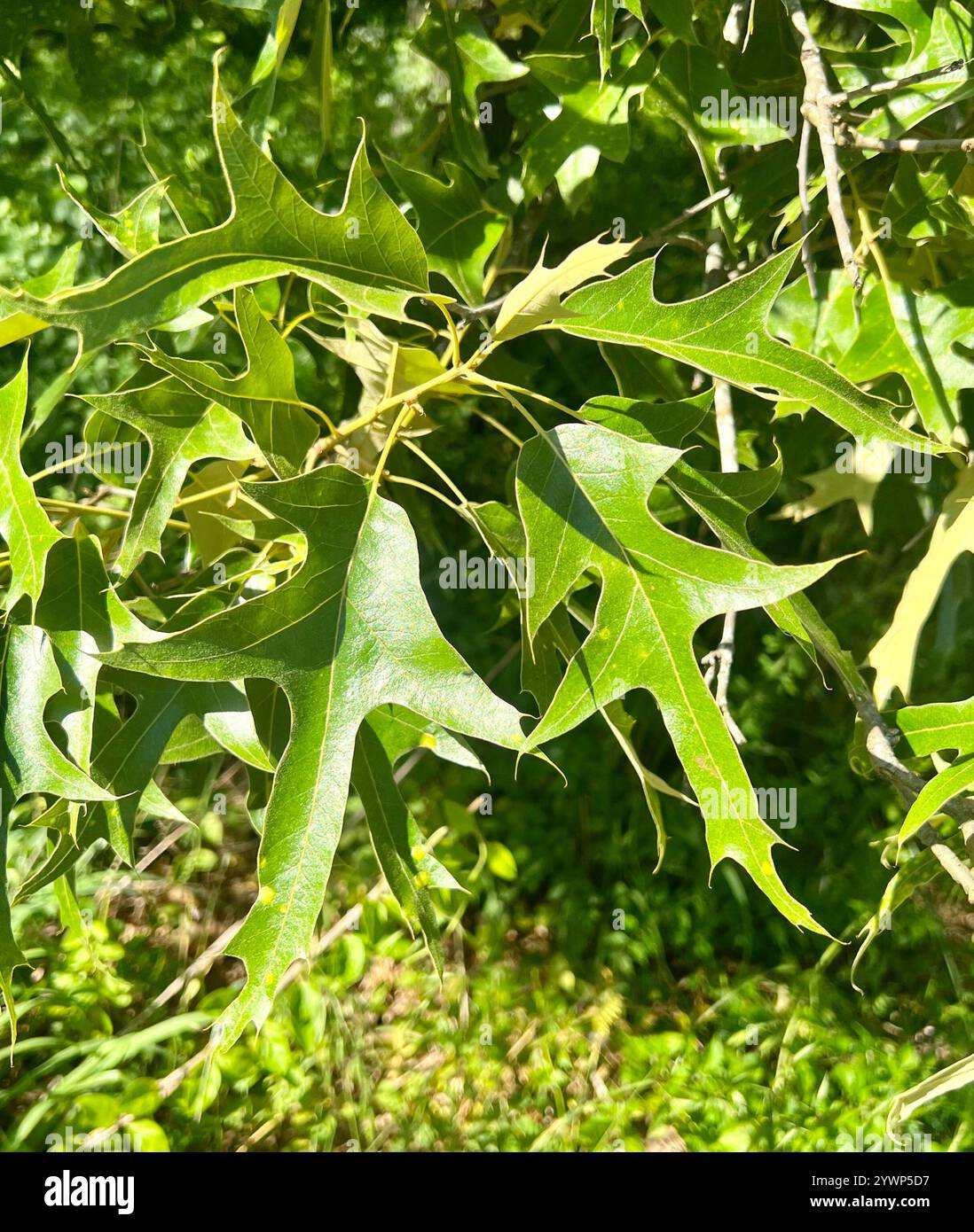 southern red oak (Quercus falcata Stock Photo - Alamy