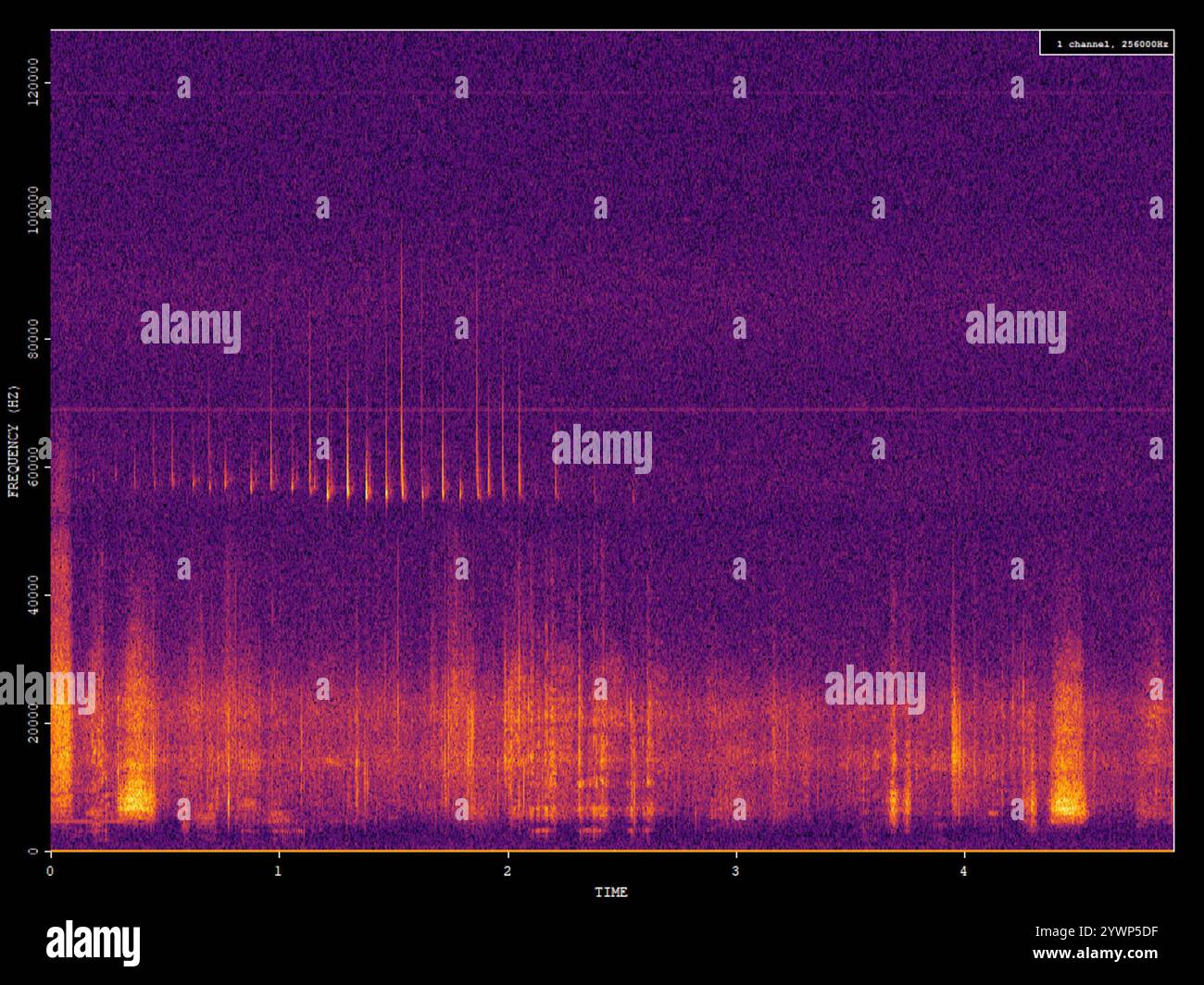 Pygmy Pipistrelle (Pipistrellus pygmaeus Stock Photo - Alamy