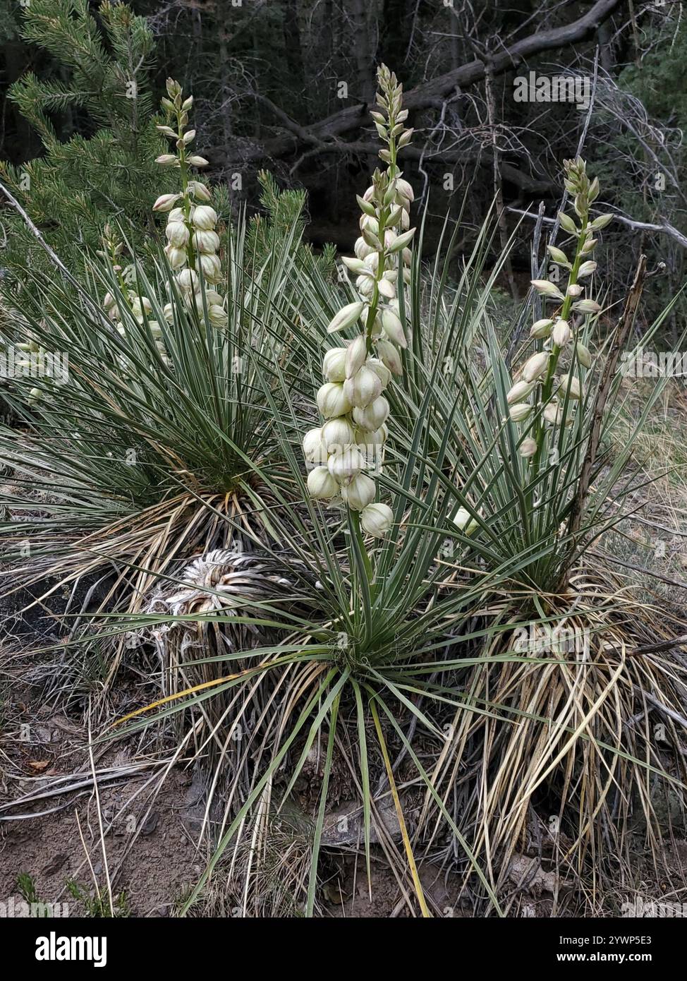 Great Plains yucca (Yucca glauca Stock Photo - Alamy