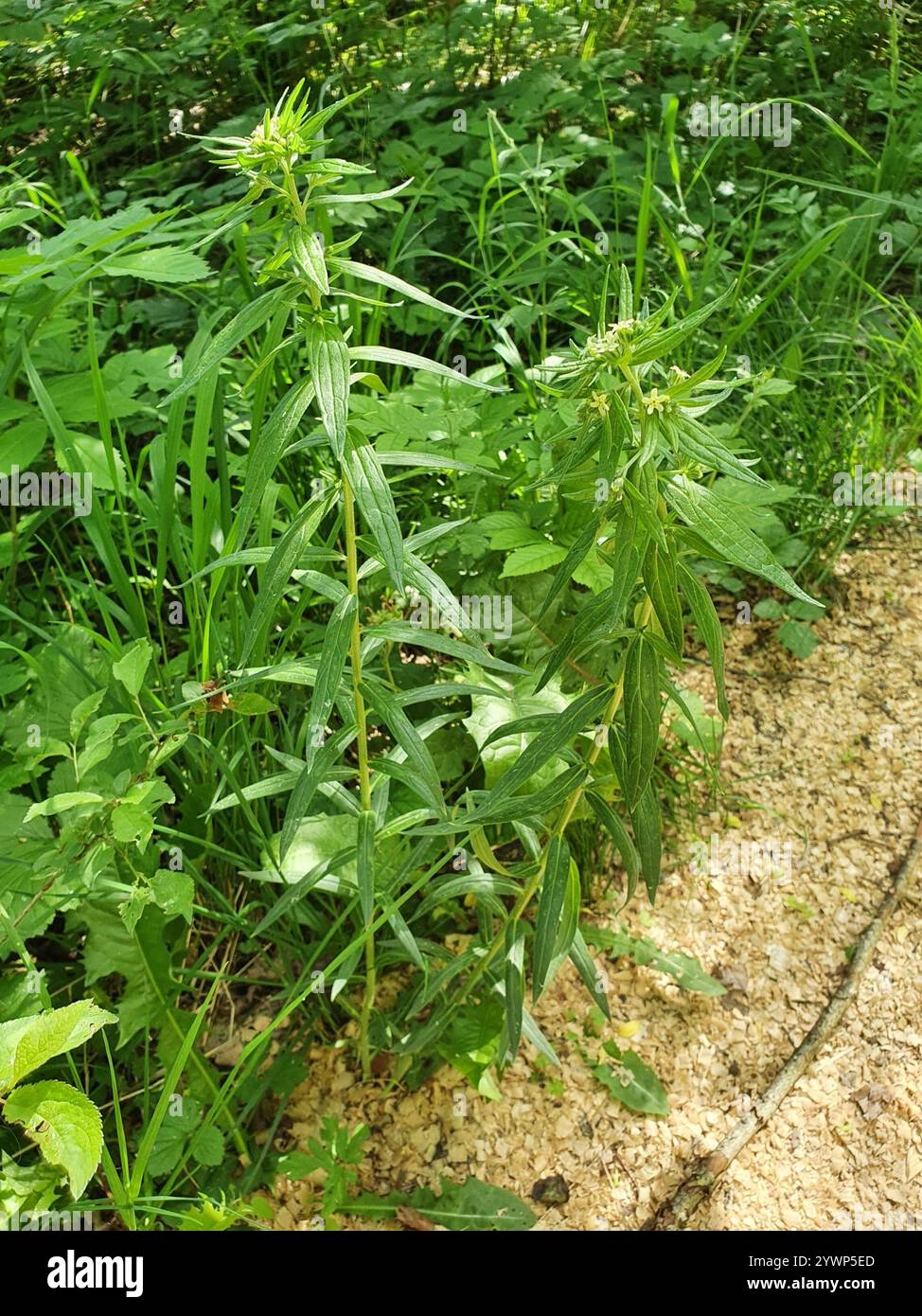Common Gromwell (Lithospermum officinale Stock Photo - Alamy