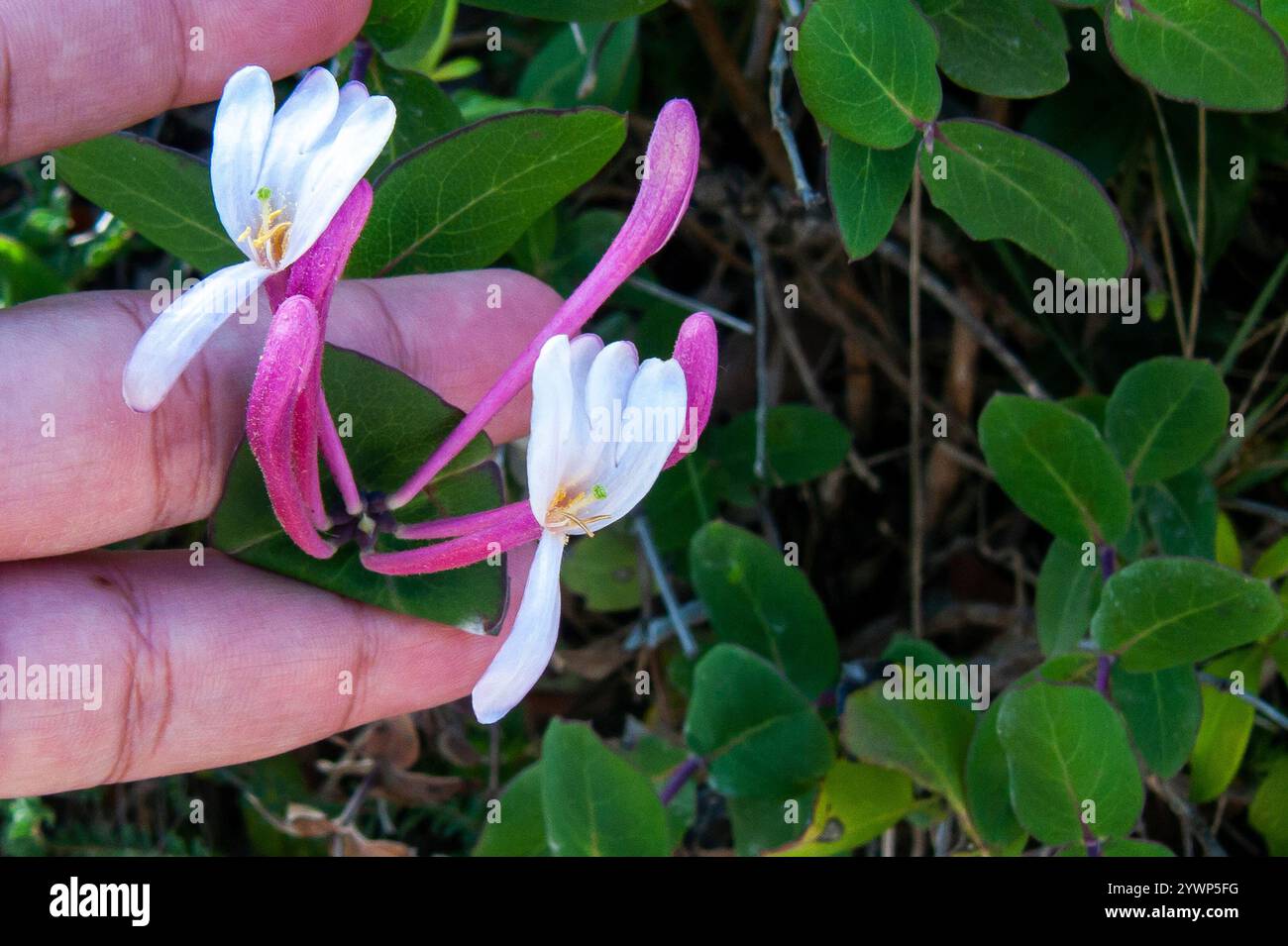 Mediterranean Honeysuckle (Lonicera implexa Stock Photo - Alamy