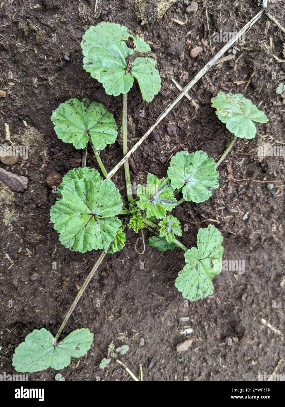 dwarf mallow (Malva neglecta Stock Photo - Alamy