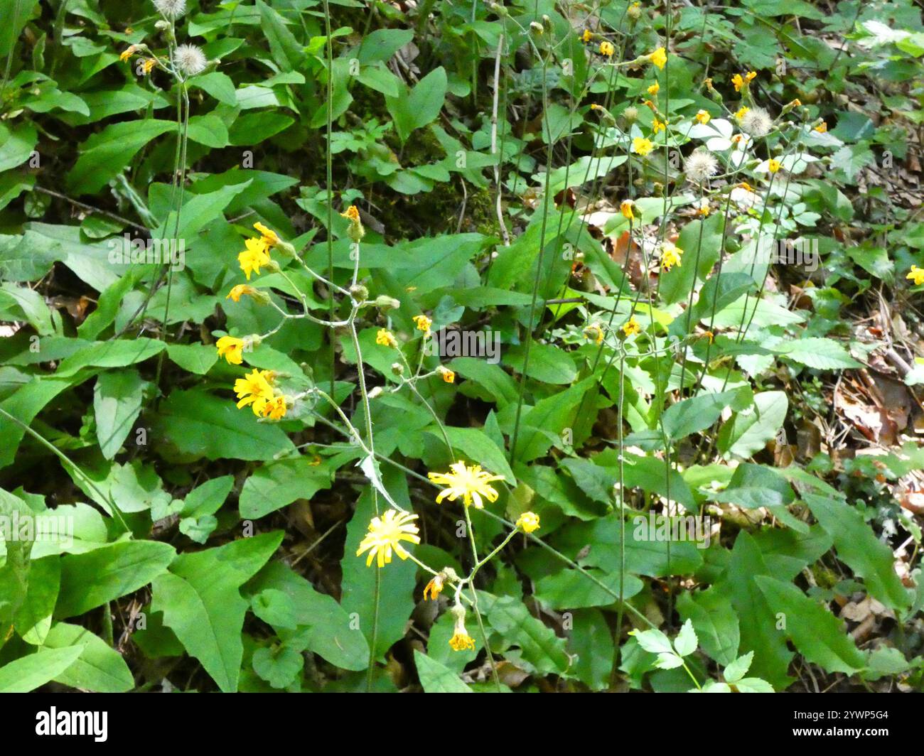 Wall hawkweed (Hieracium murorum Stock Photo - Alamy