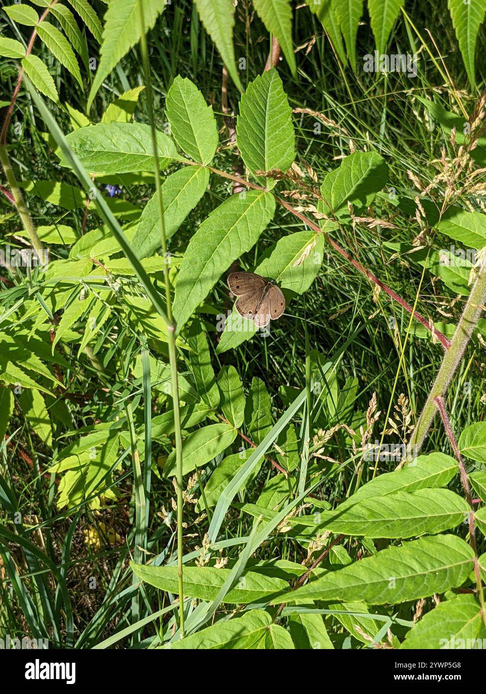 Little Wood Satyr (Megisto cymela Stock Photo - Alamy