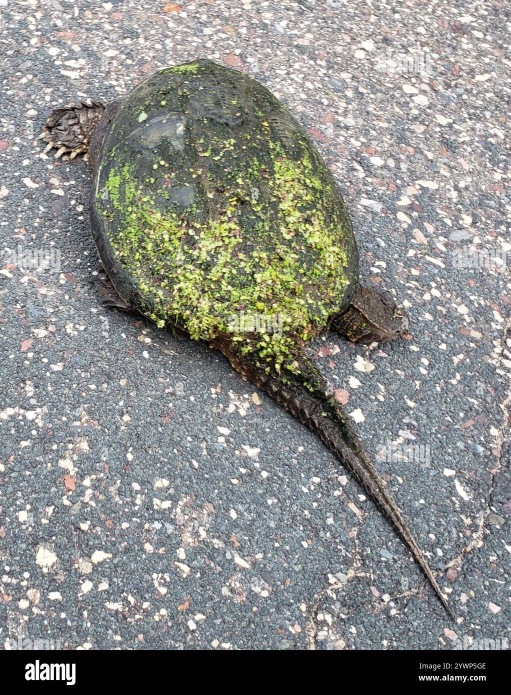 Common Snapping Turtle (Chelydra serpentina Stock Photo - Alamy