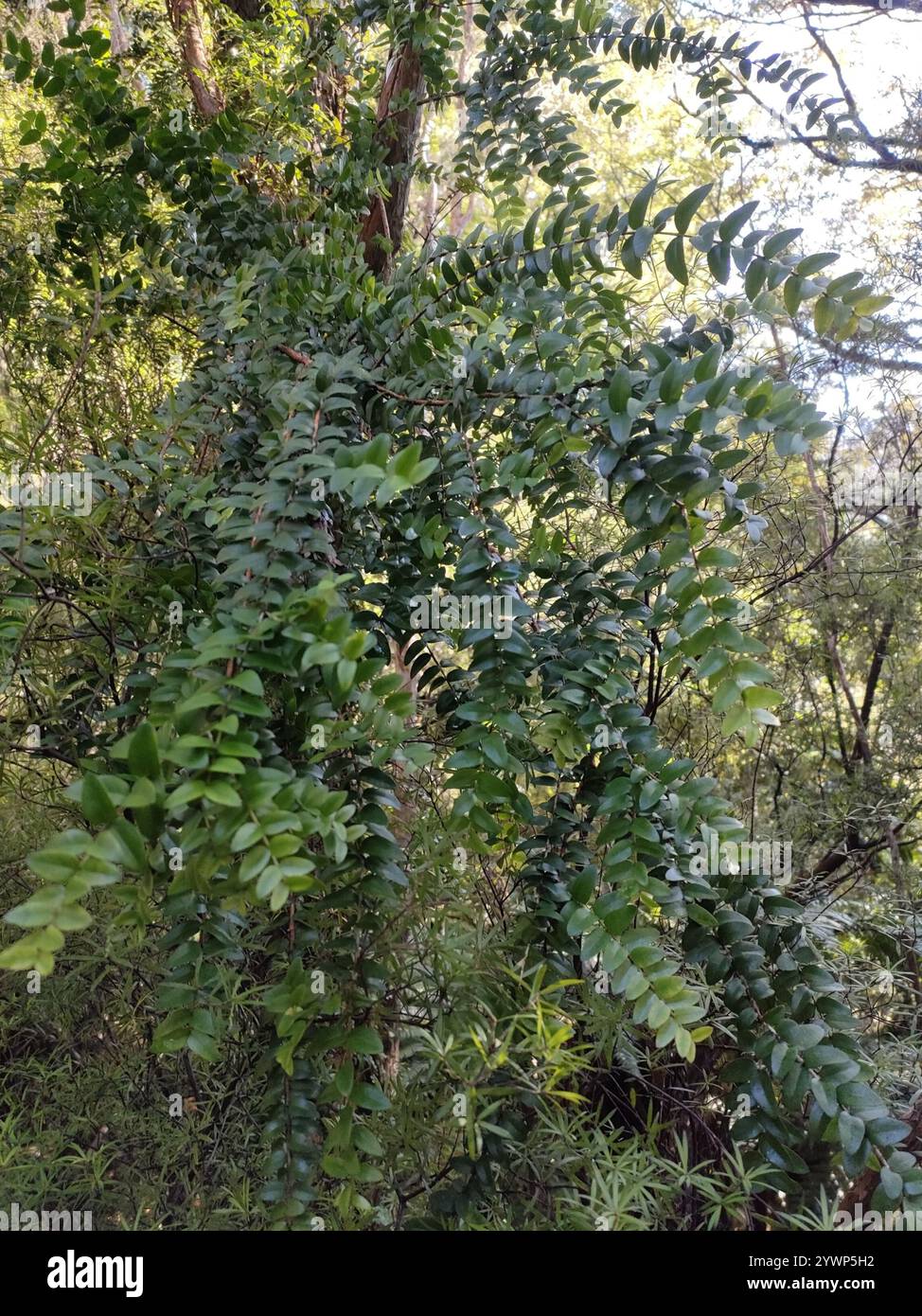 white climbing rātā (Metrosideros diffusa Stock Photo - Alamy