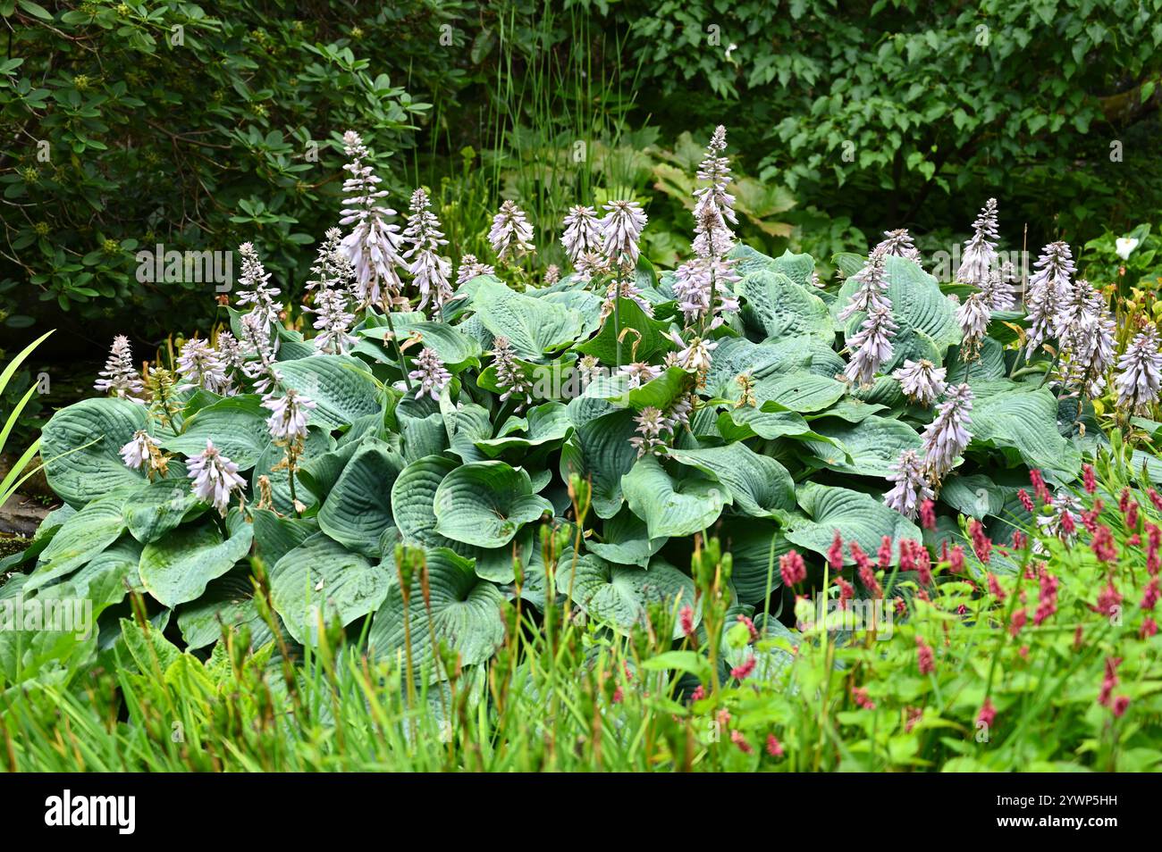 Pale blue summer flowers and glaucous foliage of Hosta sieboldiana ...