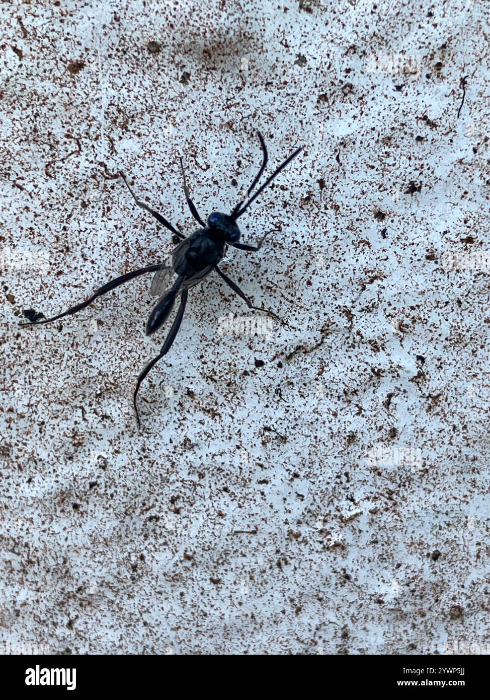 Blue-eyed Ensign Wasp (Evania appendigaster Stock Photo - Alamy