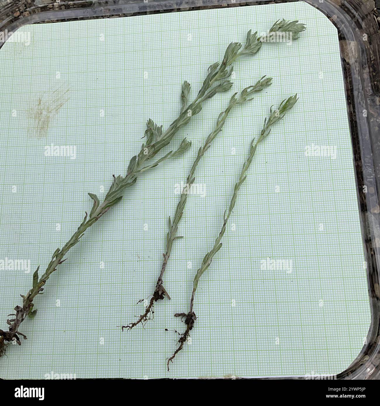 field fluffweed (Filago arvensis Stock Photo - Alamy