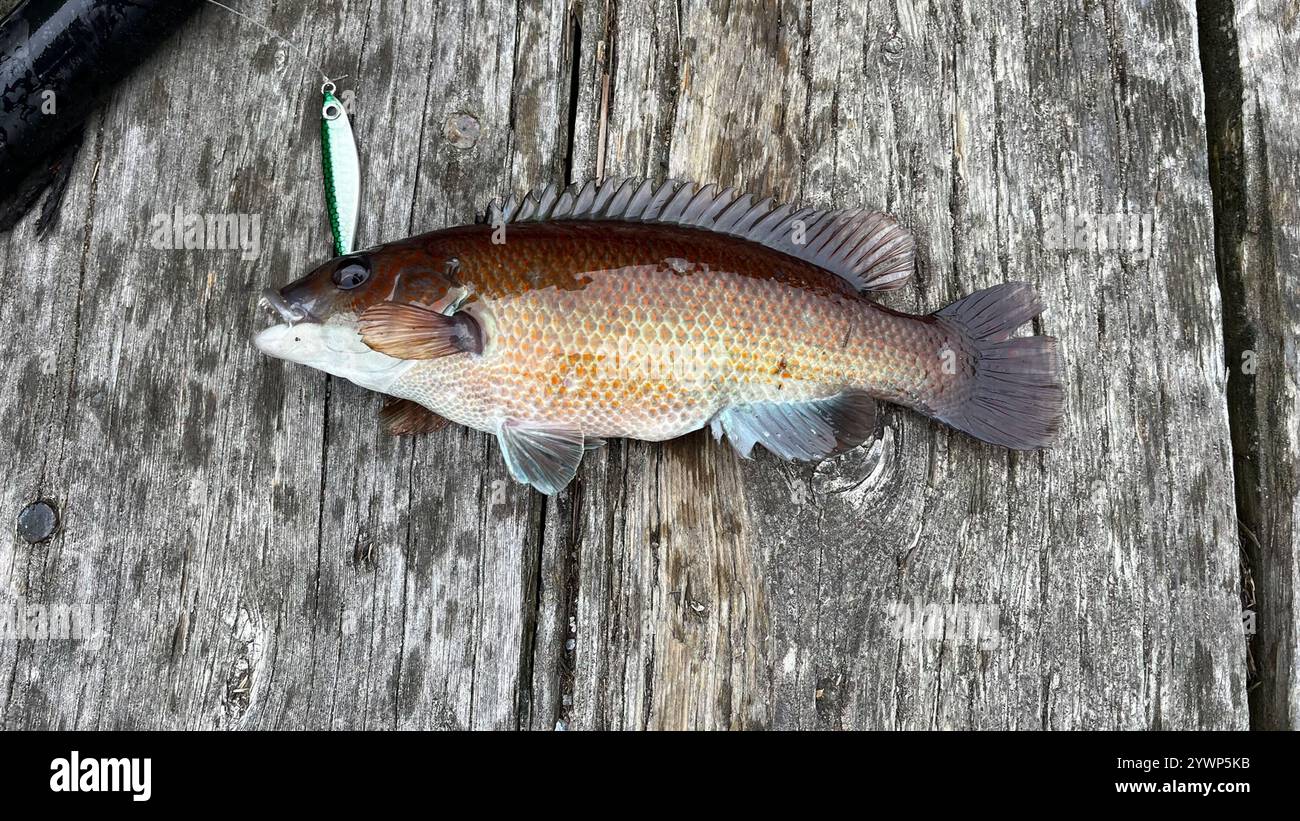 Tautogolabrus adspersus hi-res stock photography and images - Alamy