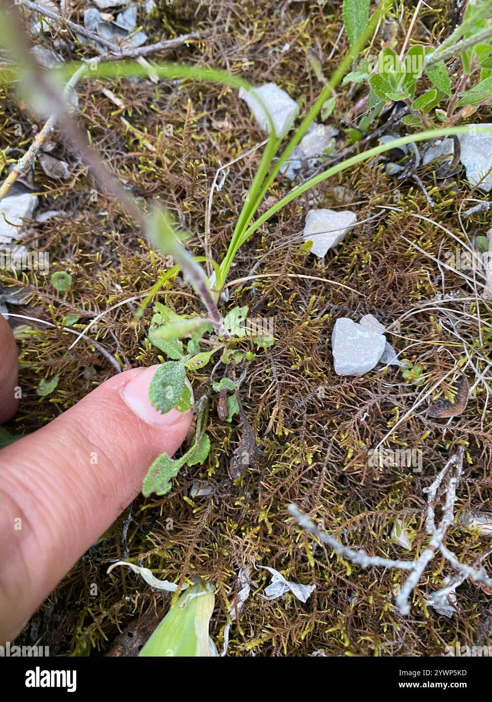 balsam ragwort (Packera paupercula Stock Photo - Alamy
