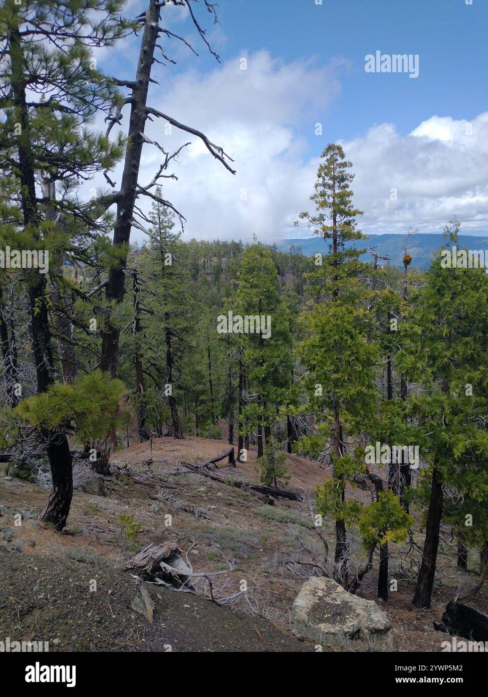 Jeffrey pine (Pinus jeffreyi Stock Photo - Alamy