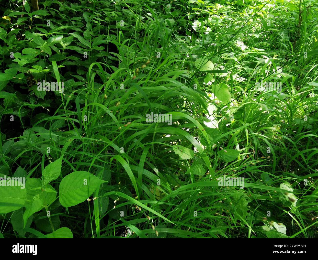 Wood melick hi-res stock photography and images - Alamy