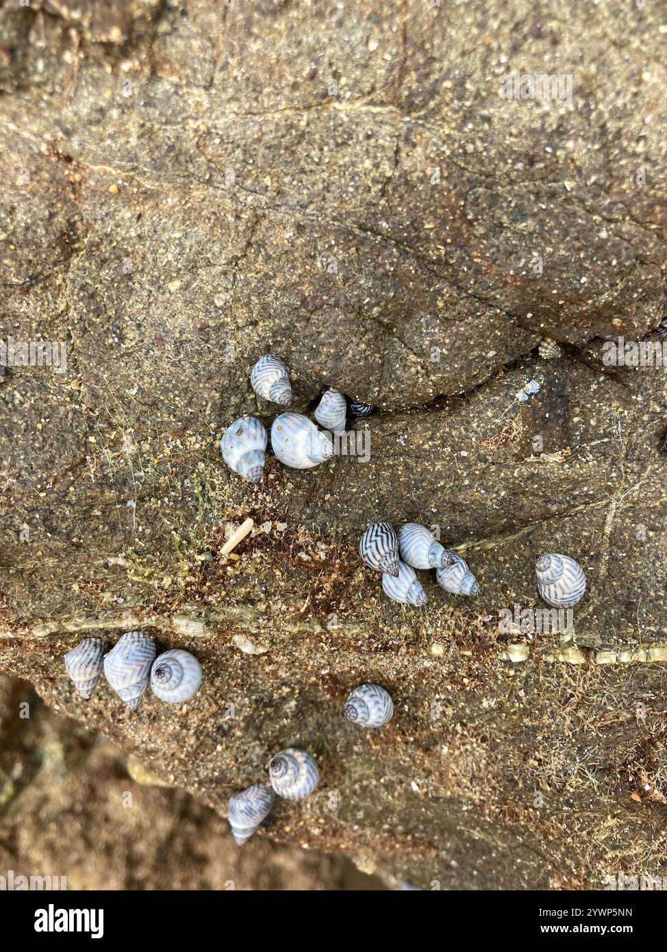 Echinolittorina hi-res stock photography and images - Alamy