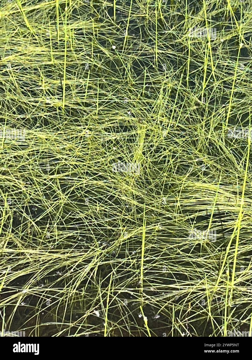 water bulrush (Schoenoplectus subterminalis Stock Photo - Alamy