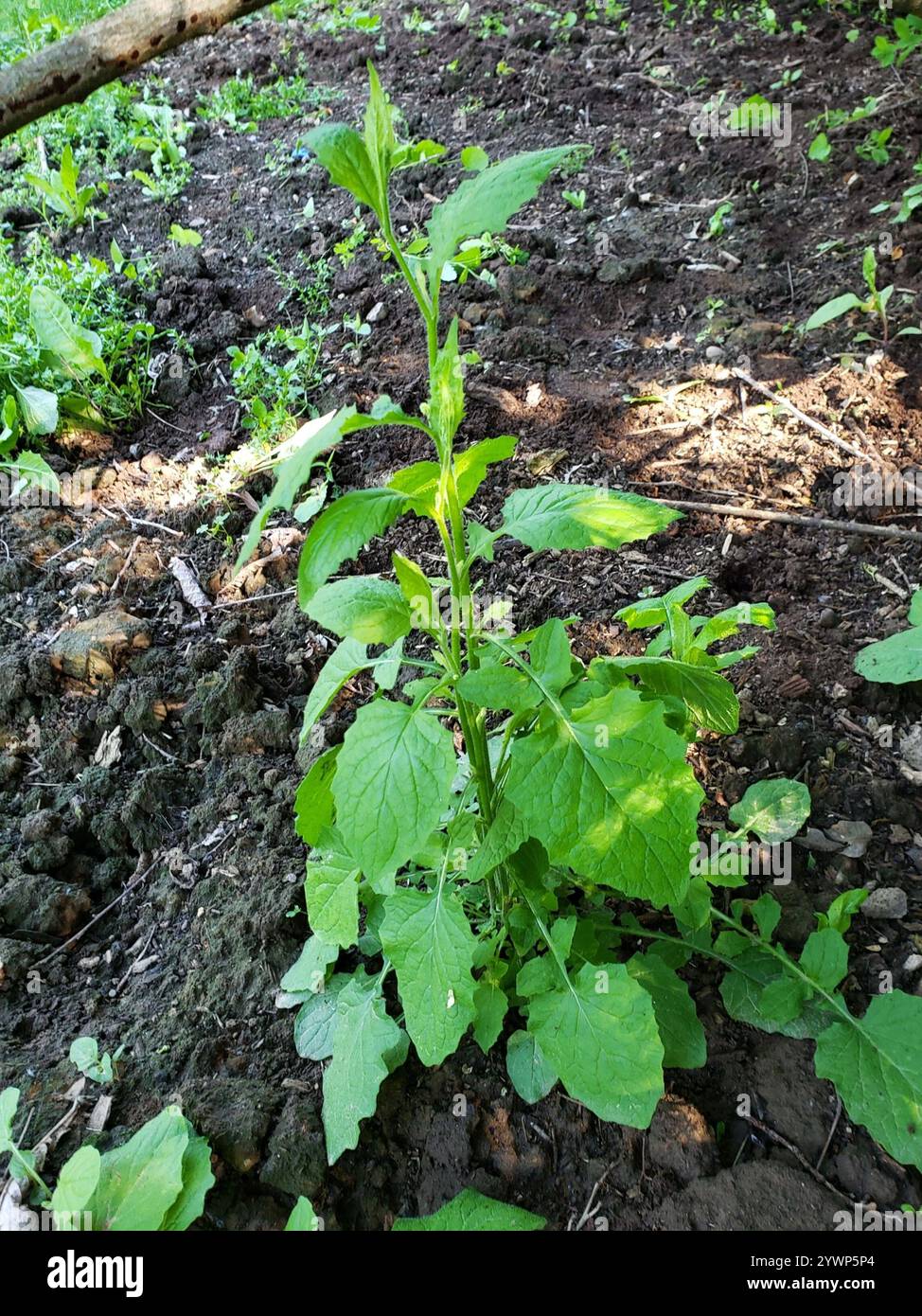 nipplewort (Lapsana communis Stock Photo - Alamy