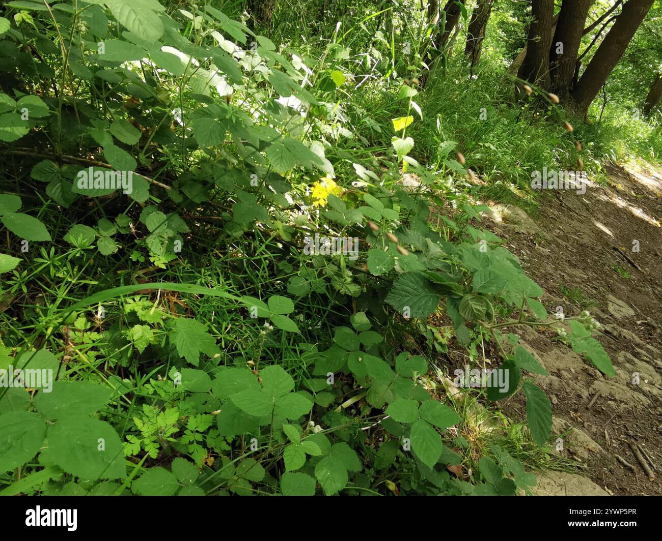 Wood melick hi-res stock photography and images - Alamy