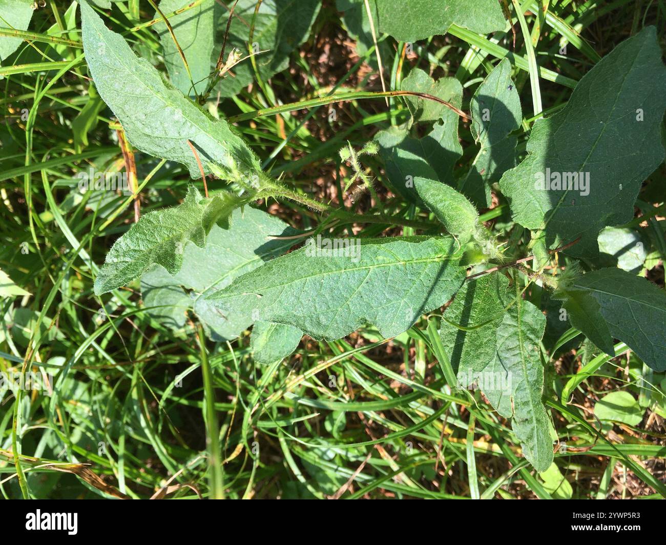 Carolina horsenettle (Solanum carolinense Stock Photo - Alamy