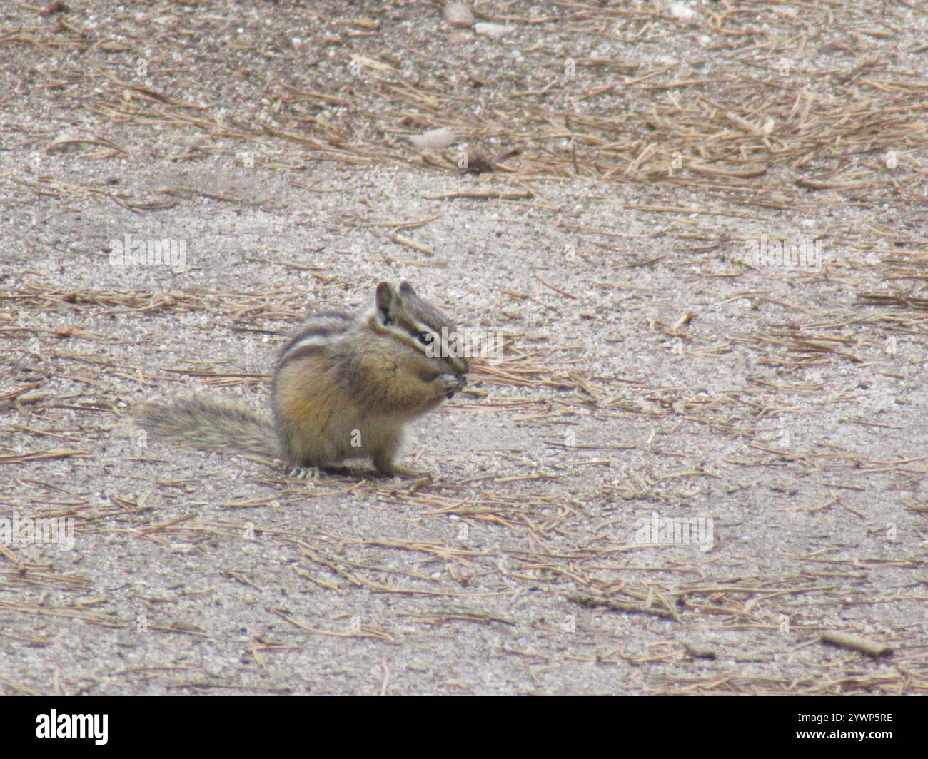 Western Chipmunks (Neotamias Stock Photo - Alamy
