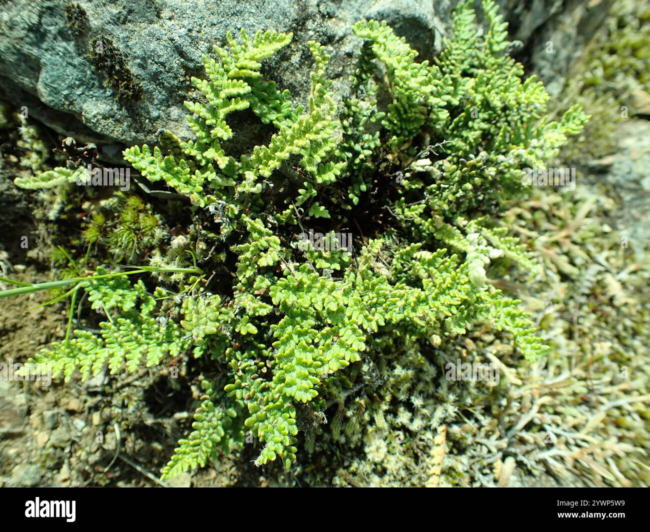 lace lip fern (Myriopteris gracillima Stock Photo - Alamy