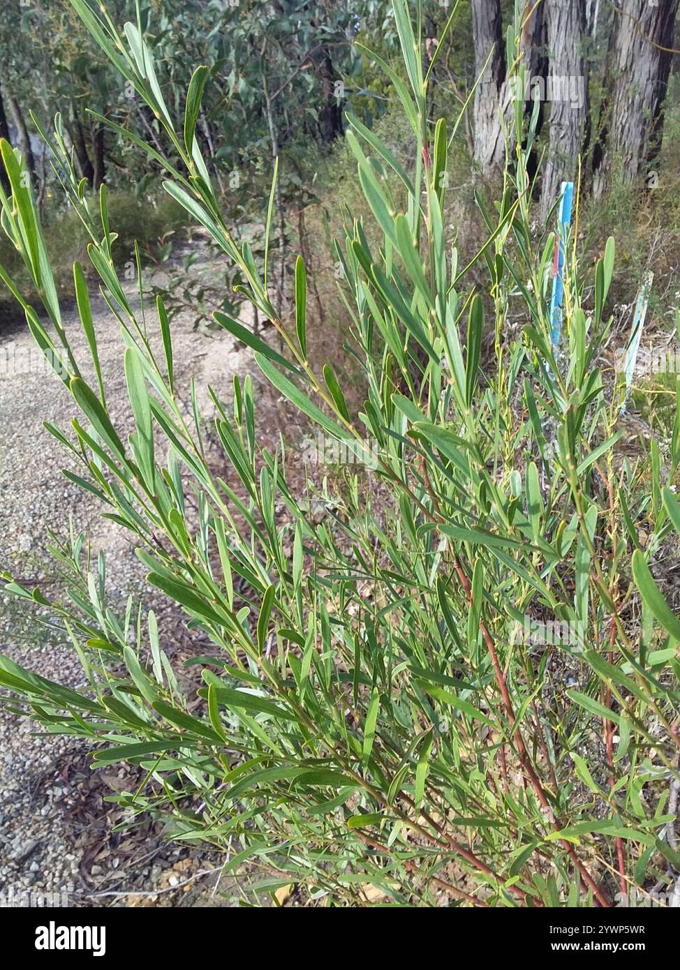narrow-leaf bitter-pea (Daviesia leptophylla Stock Photo - Alamy