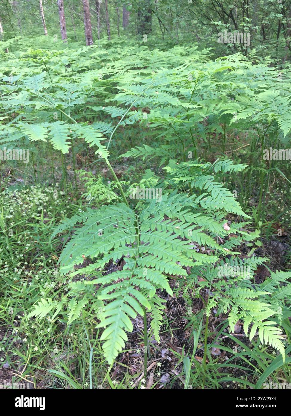 pinewood bracken (Pteridium pinetorum Stock Photo - Alamy
