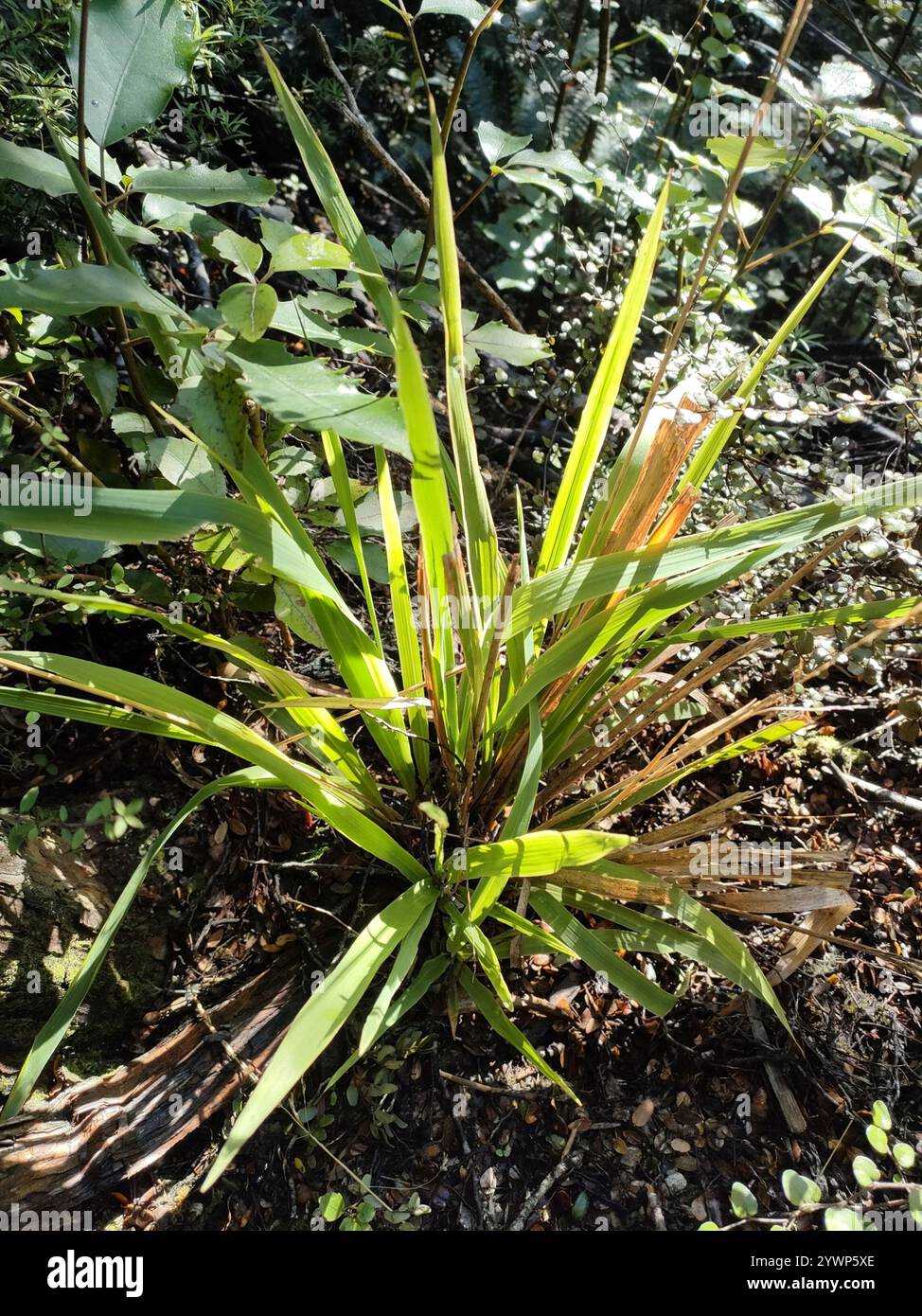 bush rice grass (Ehrharta diplax Stock Photo - Alamy