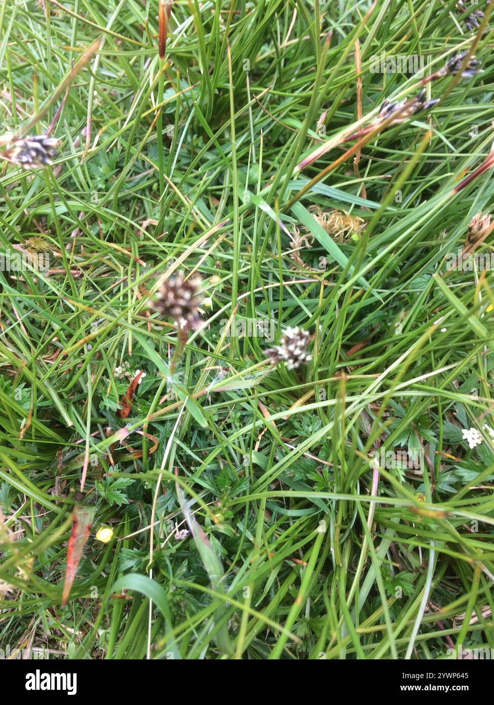 Field woodrush (Luzula campestris Stock Photo - Alamy