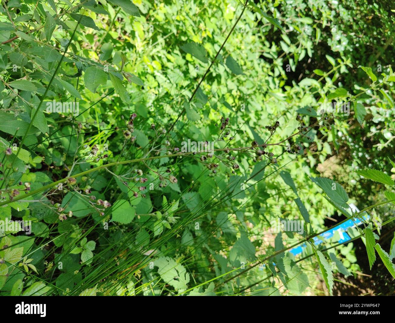 Common Figwort (Scrophularia nodosa Stock Photo - Alamy